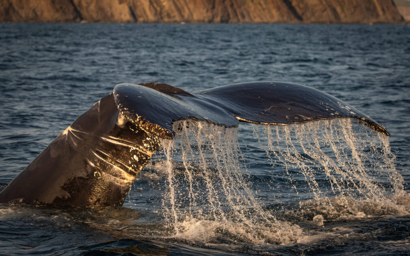 2026 NL Whale Watching: Logistics & "No-Car" Hacks