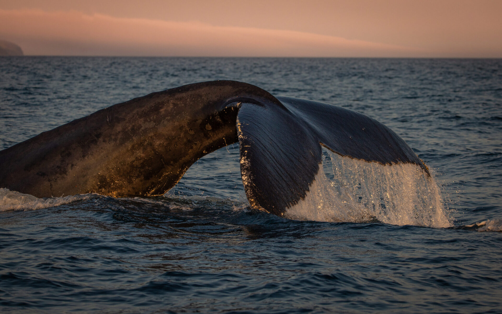 Newfoundland Whale Watching: 2026 Photography Roadmap